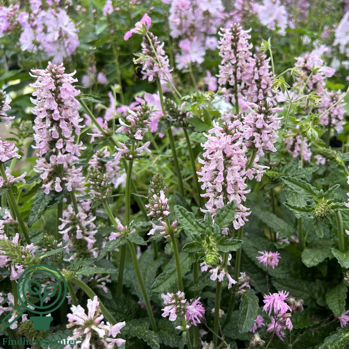 Stachys ‘Summer Sweets’ – Find haveplanter