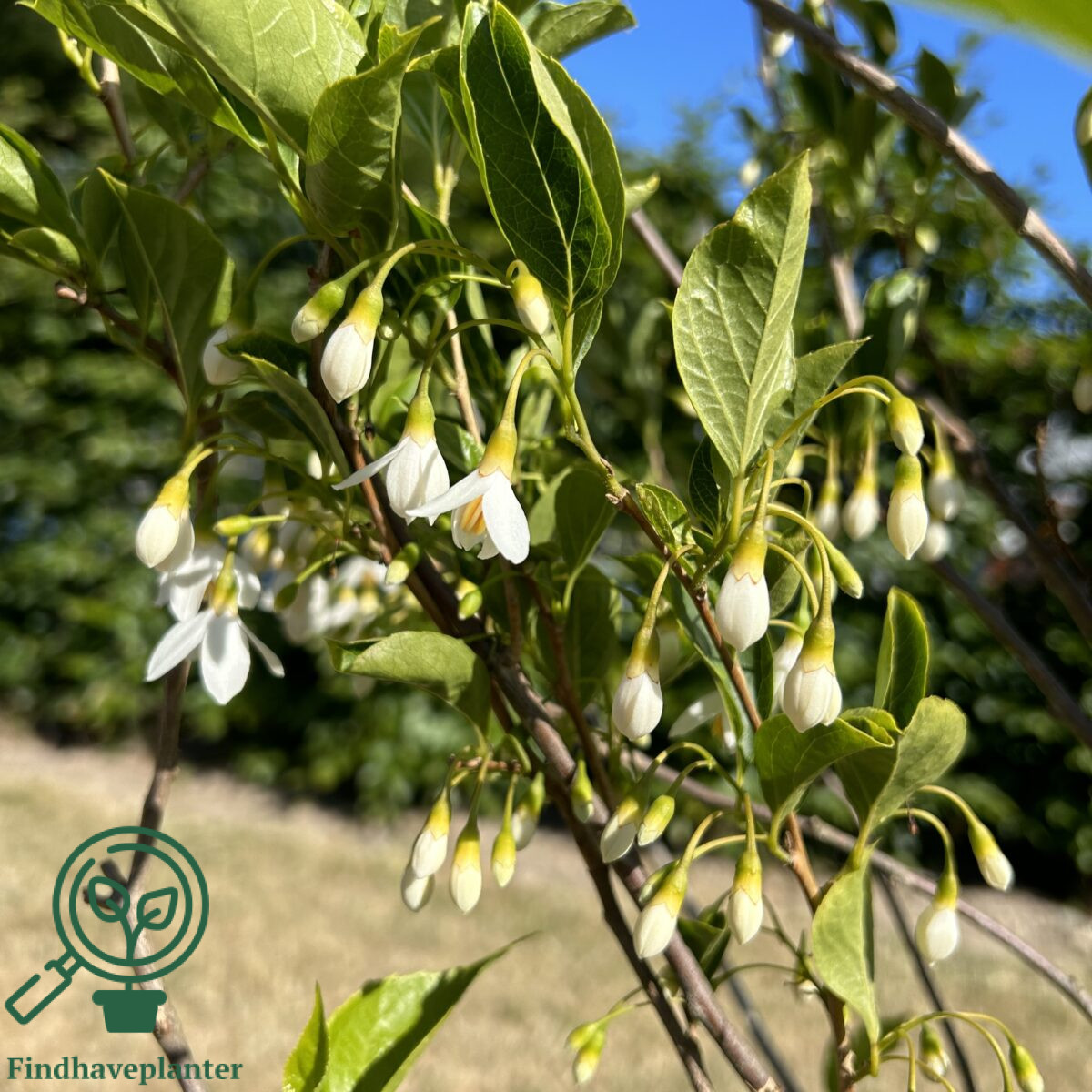 Styrax japonicus ‘June Snow’ – Find haveplanter