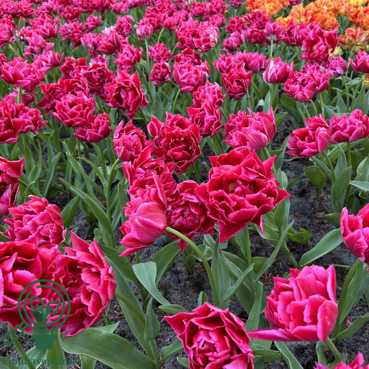 Tulipa ‘Caravaggio’ – Find haveplanter