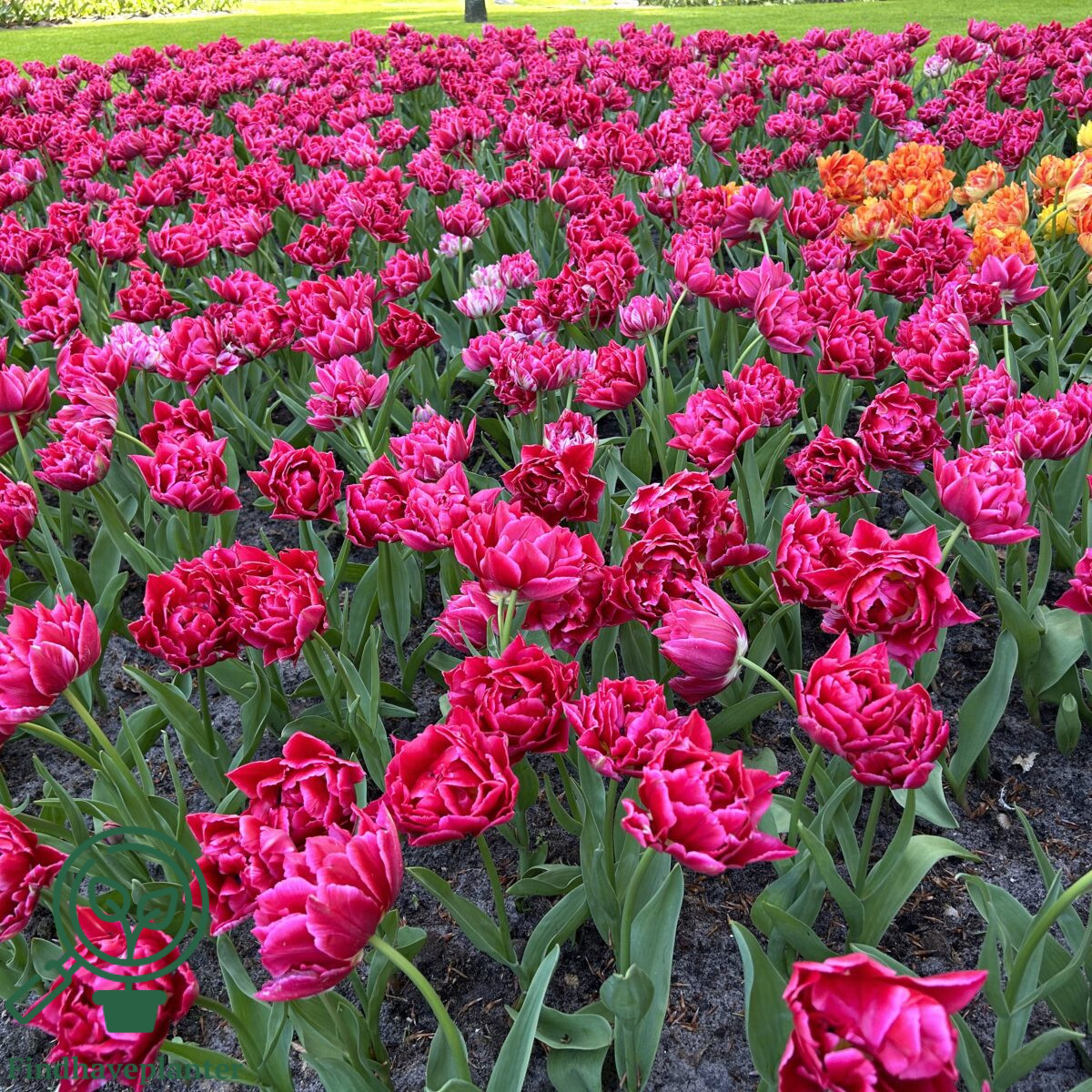 Tulipa ‘Caravaggio’ – Find haveplanter