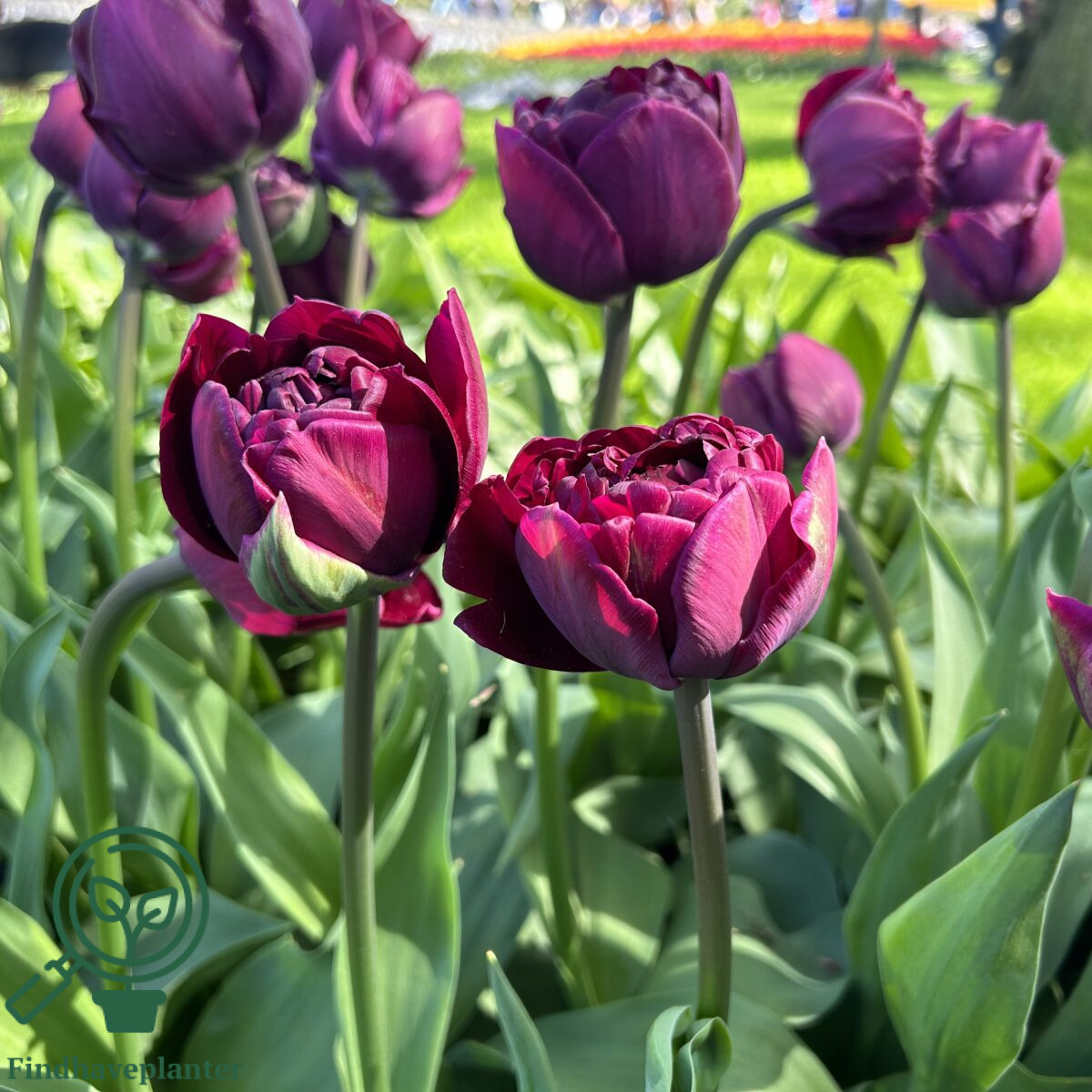 Tulipa ‘Cassandra’ – Find haveplanter