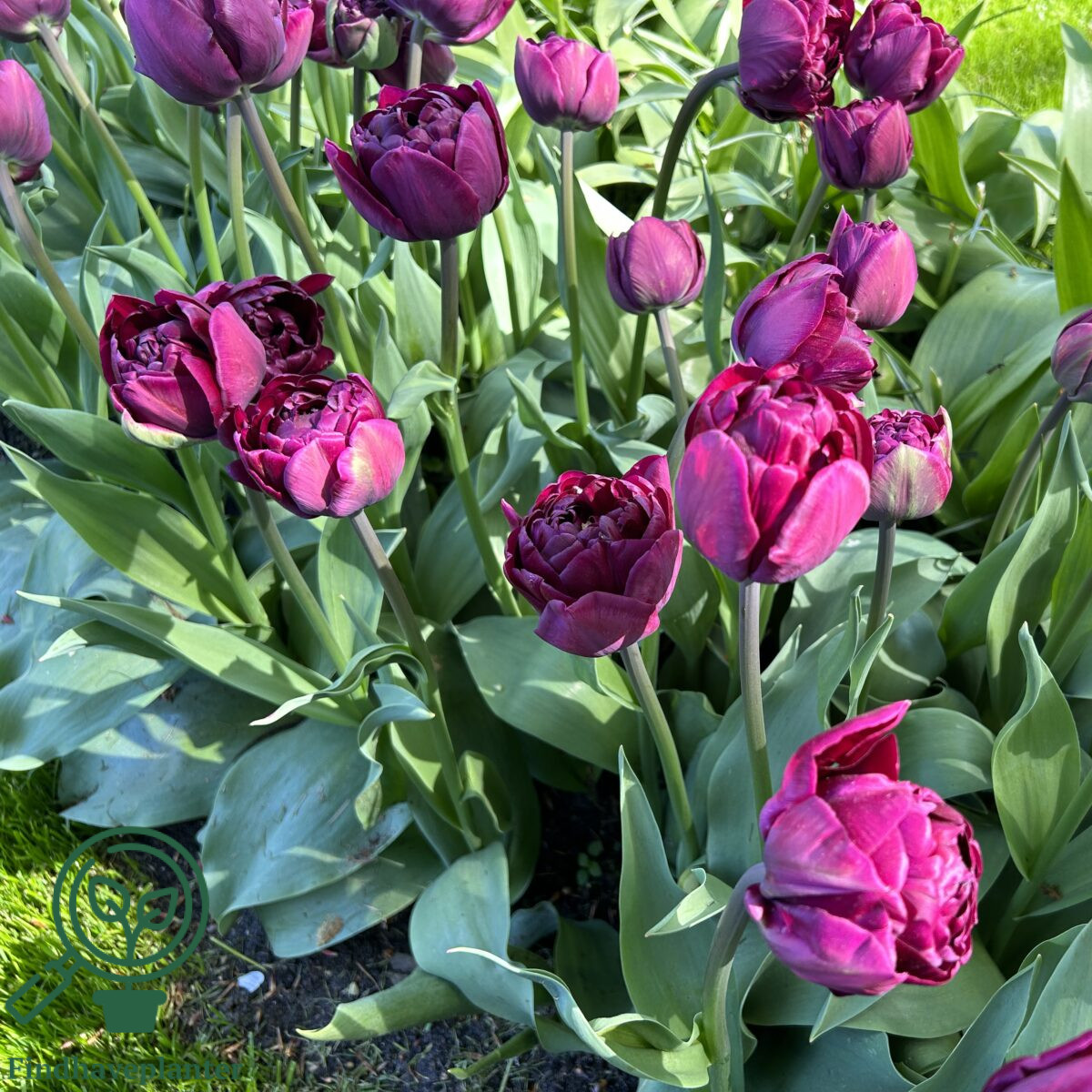 Tulipa ‘Cassandra’ – Find haveplanter