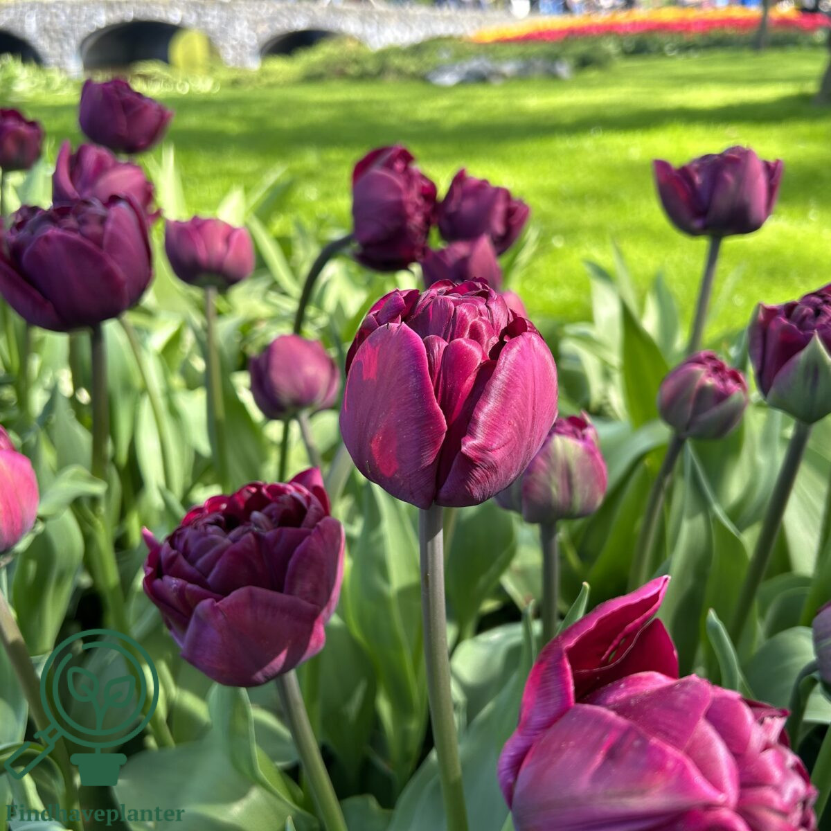 Tulipa ‘Cassandra’ – Find haveplanter