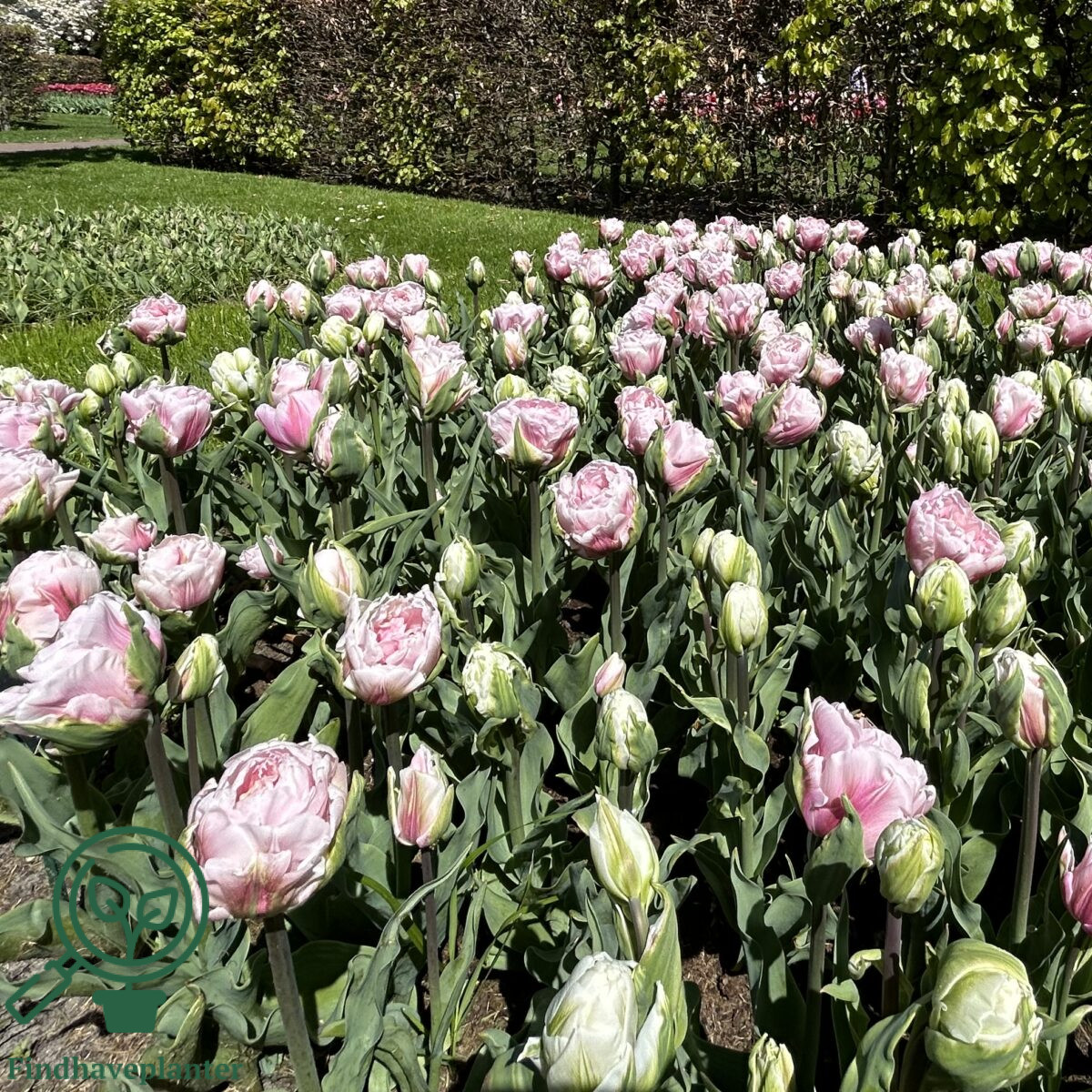 Tulipa ‘Gabriella Double’ – Find haveplanter