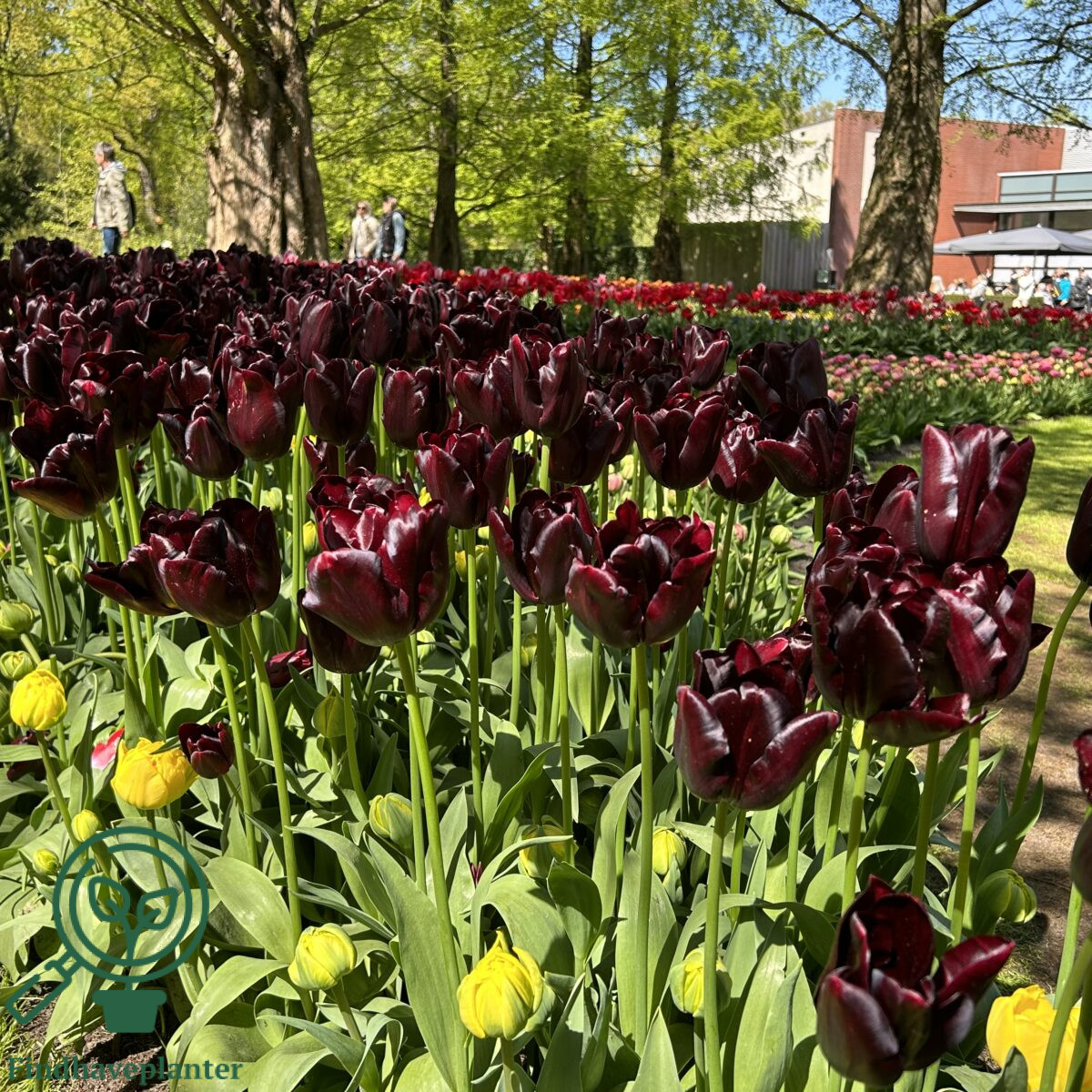 Tulipa ‘Hot Chocolate’ – Find haveplanter