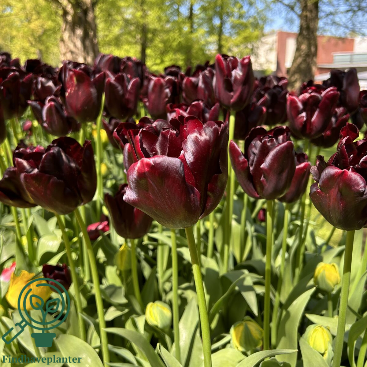 Tulipa ‘Hot Chocolate’ – Find haveplanter