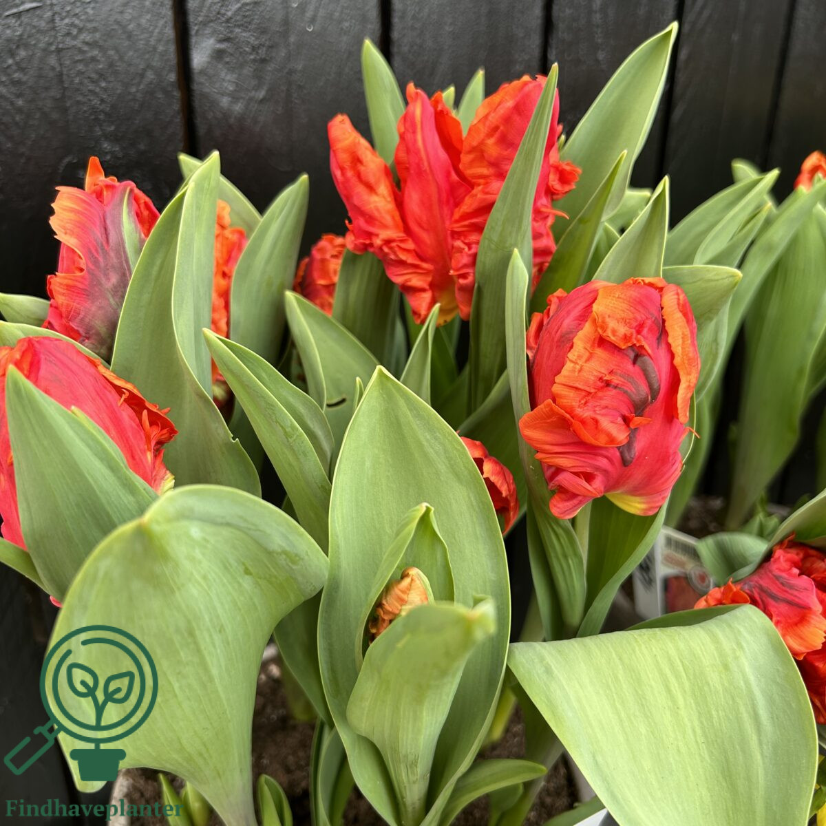Tulipa ‘Monarch Parrot’ – Find haveplanter