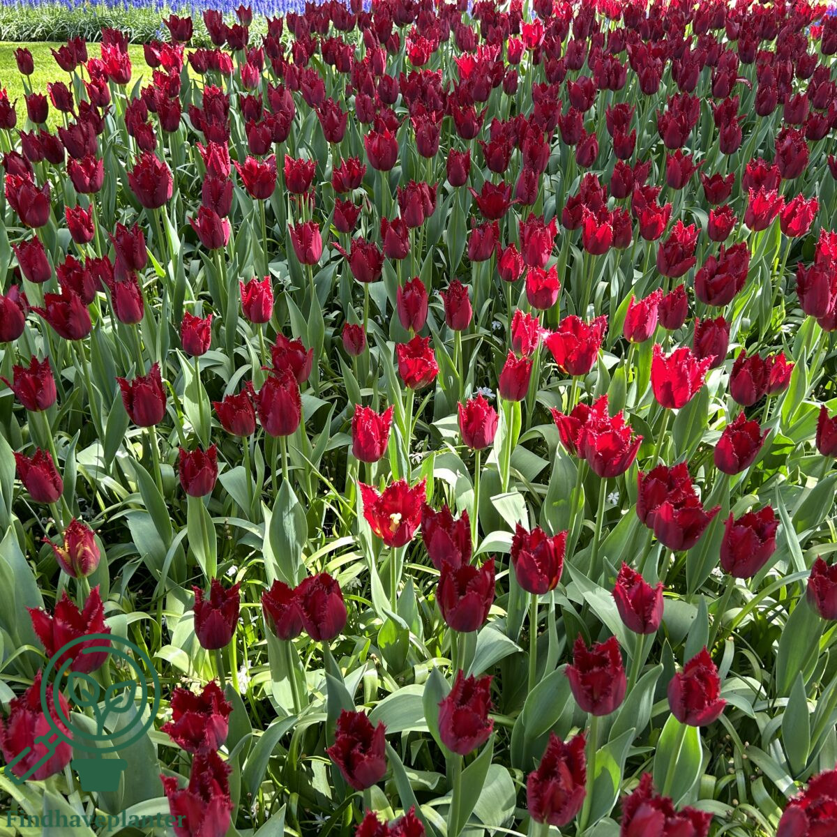 Tulipa ‘Pacific Pearl’ – Find haveplanter