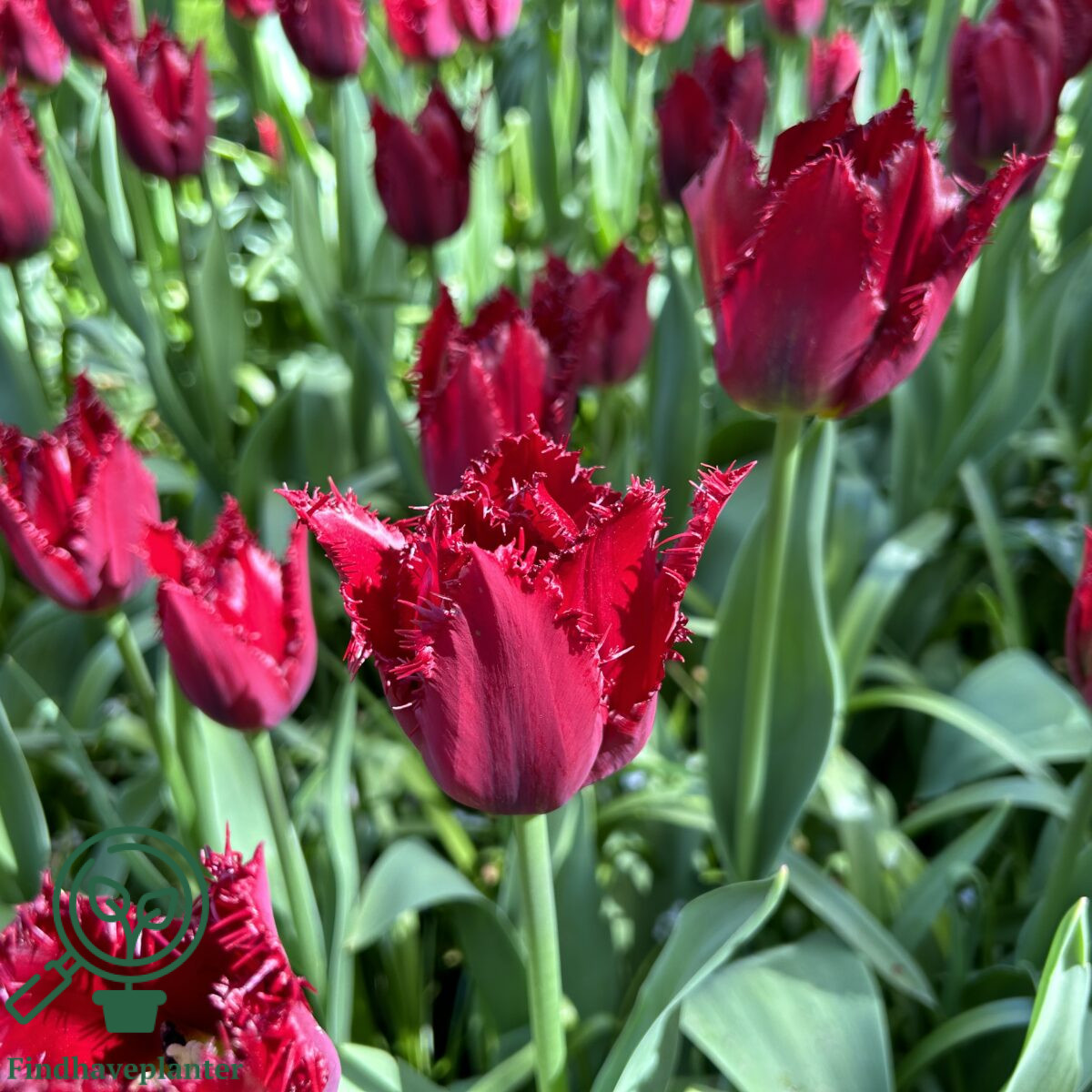 Tulipa ‘Pacific Pearl’ – Find haveplanter
