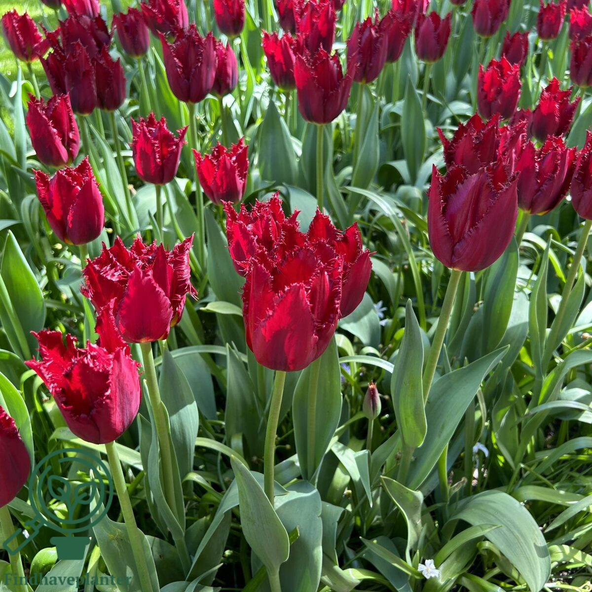 Tulipa ‘Pacific Pearl’ – Find haveplanter