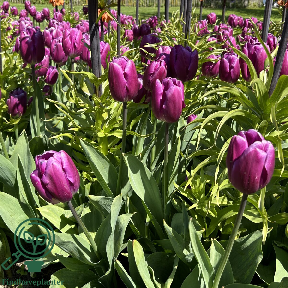 Tulipa ‘Purple Flag’ – Find haveplanter