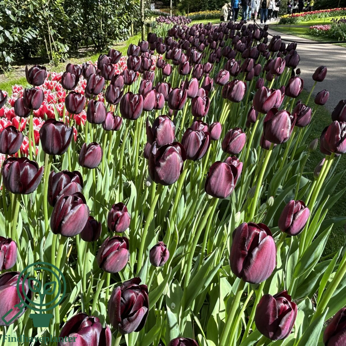 Tulipa ‘Queen of Night’ – Find haveplanter