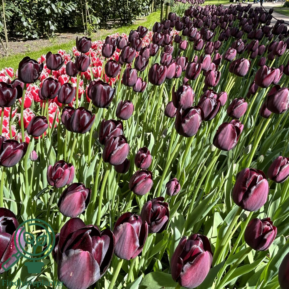 Tulipa ‘Queen of Night’ – Find haveplanter