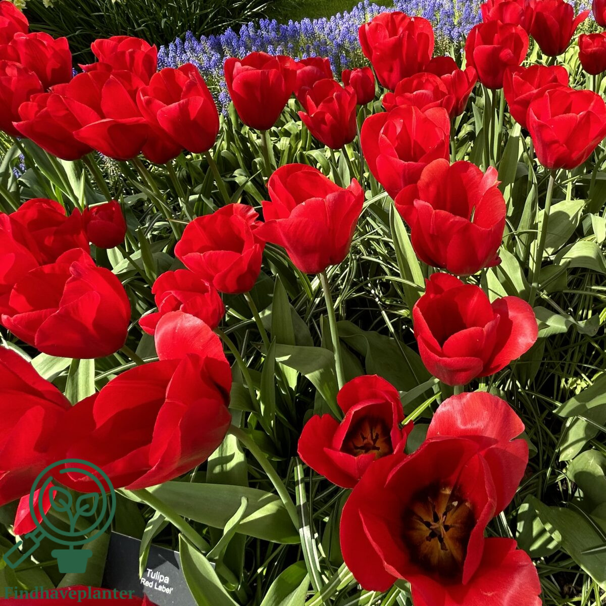Tulipa ‘Red Label’ – Find haveplanter
