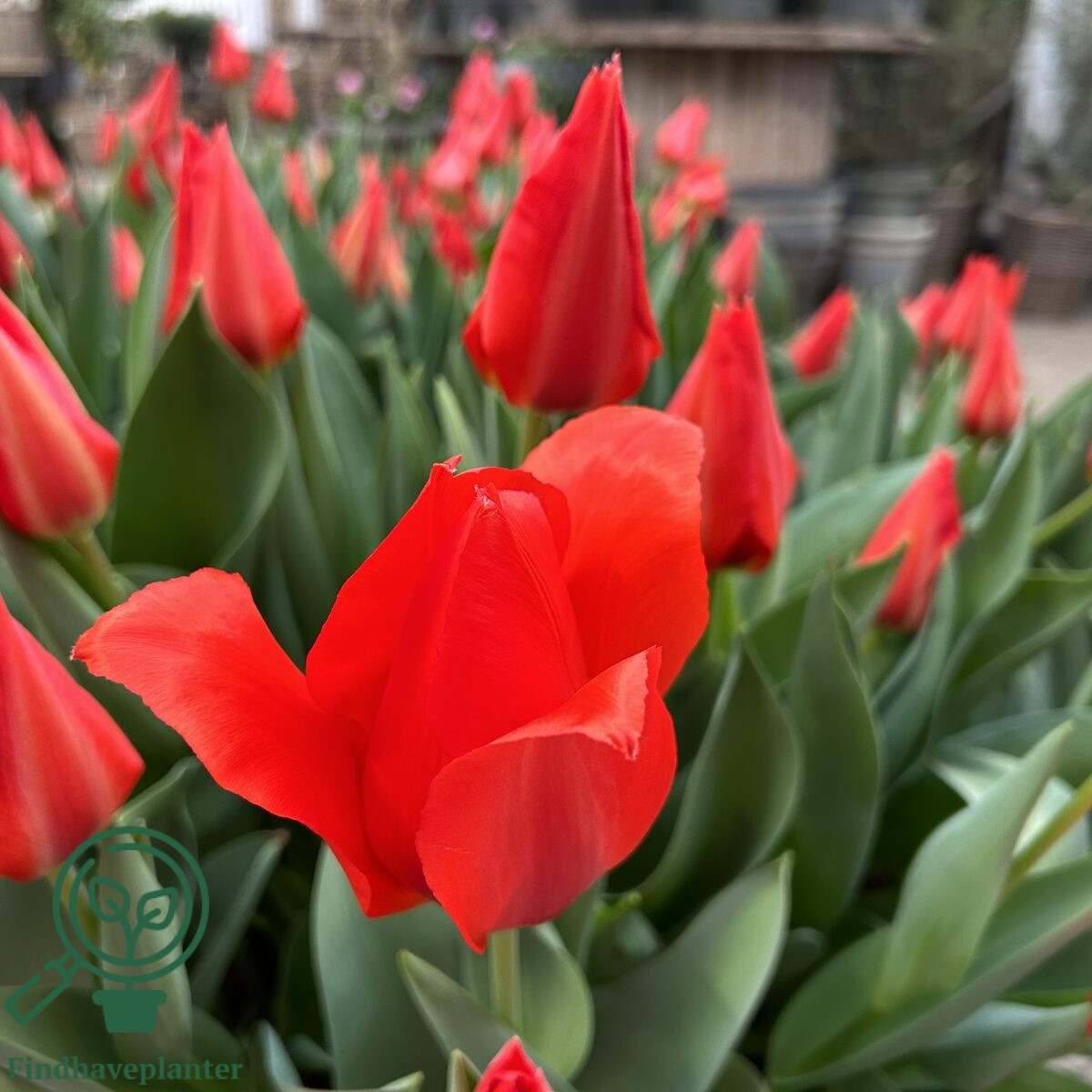 Tulipa ‘Red Riding Hood’ – Find haveplanter