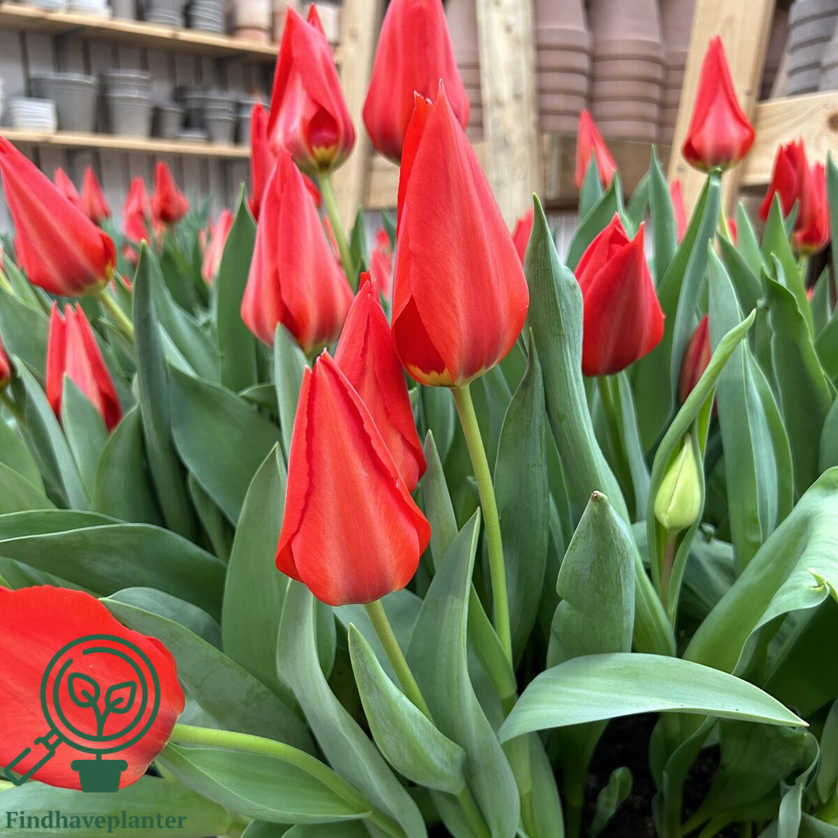 Tulipa ‘Red Riding Hood’ – Find haveplanter