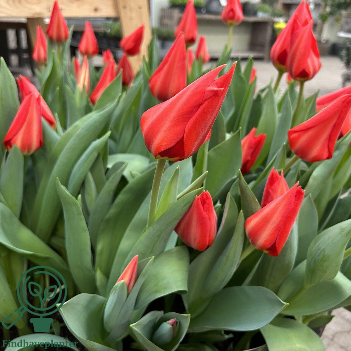 Tulipa ‘Red Riding Hood’ – Find haveplanter