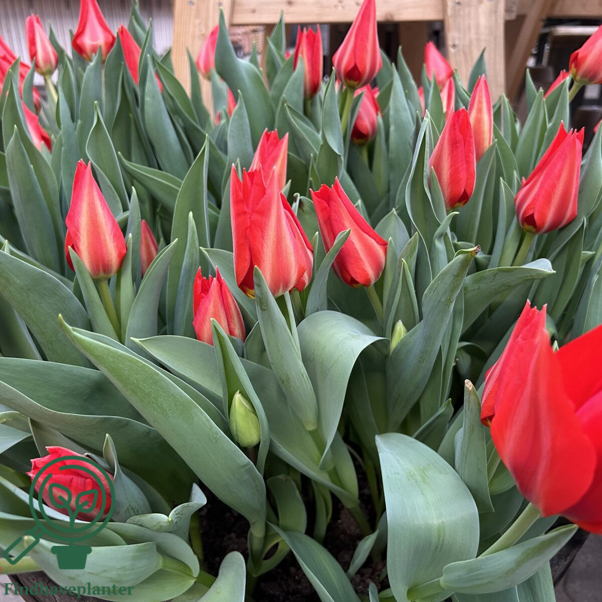 Tulipa ‘Red Riding Hood’ – Find haveplanter
