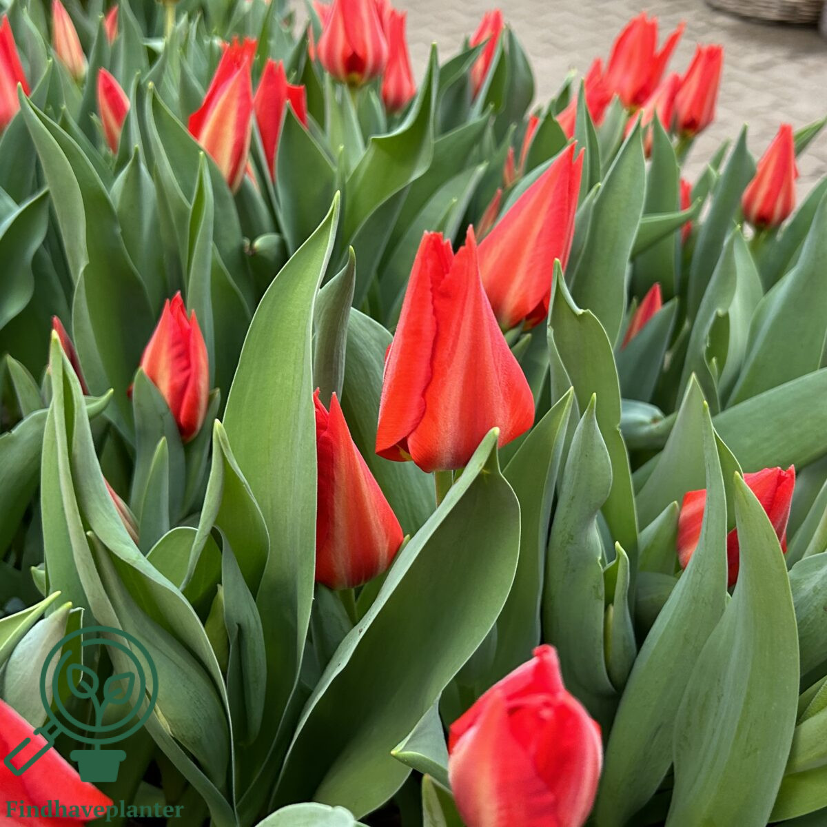 Tulipa ‘Red Riding Hood’ – Find haveplanter
