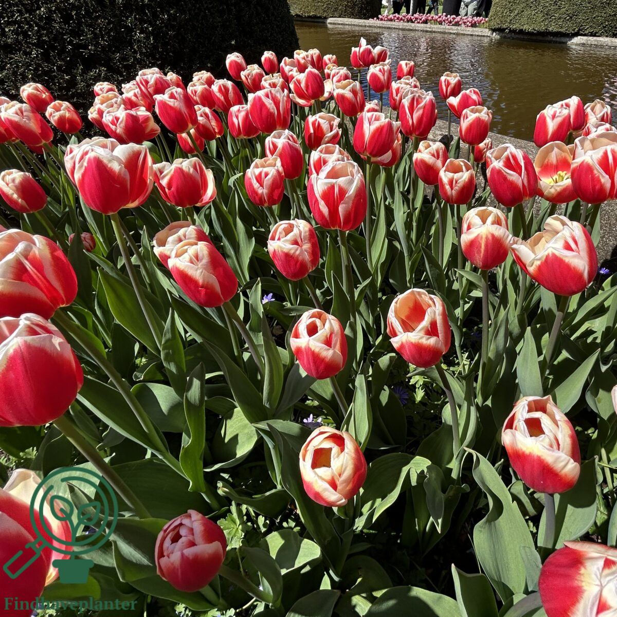 Tulipa ‘Roman Empire’ – Find haveplanter