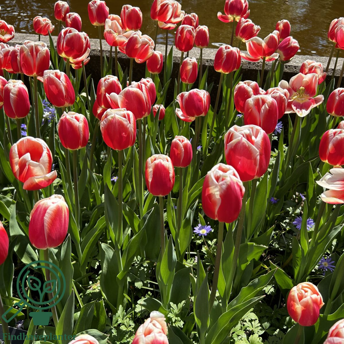 Tulipa ‘Roman Empire’ – Find haveplanter
