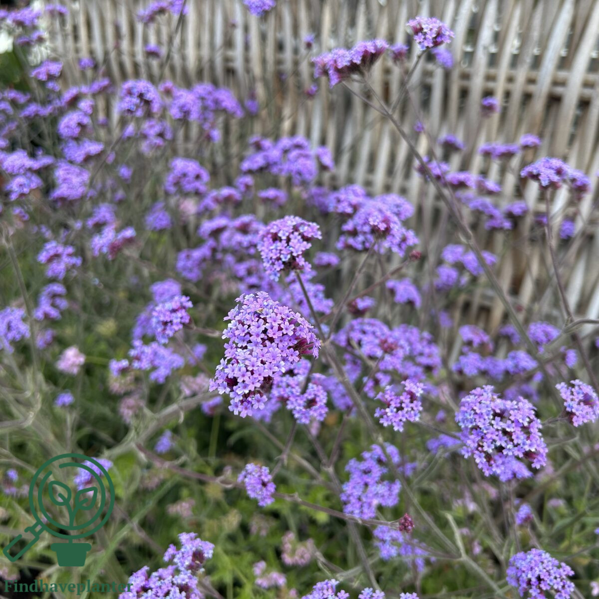 Verbena bonariensis ‘Lollipop’ – Find haveplanter