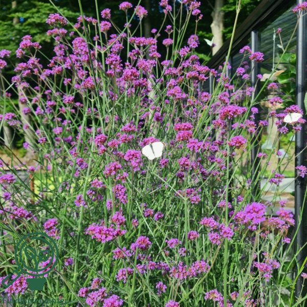 Verbena bonariensis ‘Lollipop’ – Find haveplanter