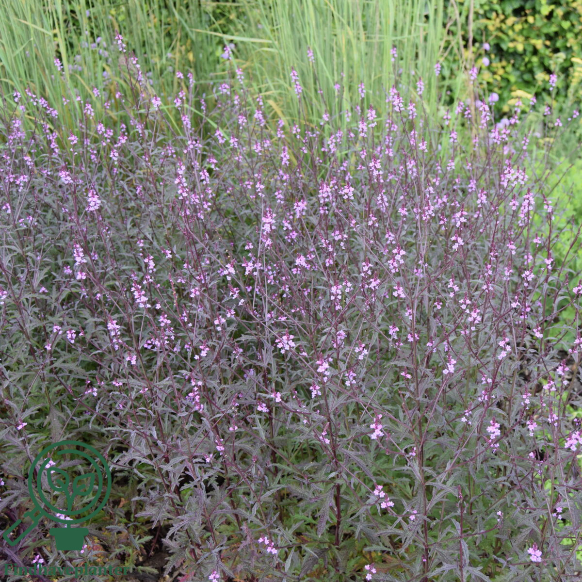 Verbena officinalis ‘Bampton’ – Find haveplanter