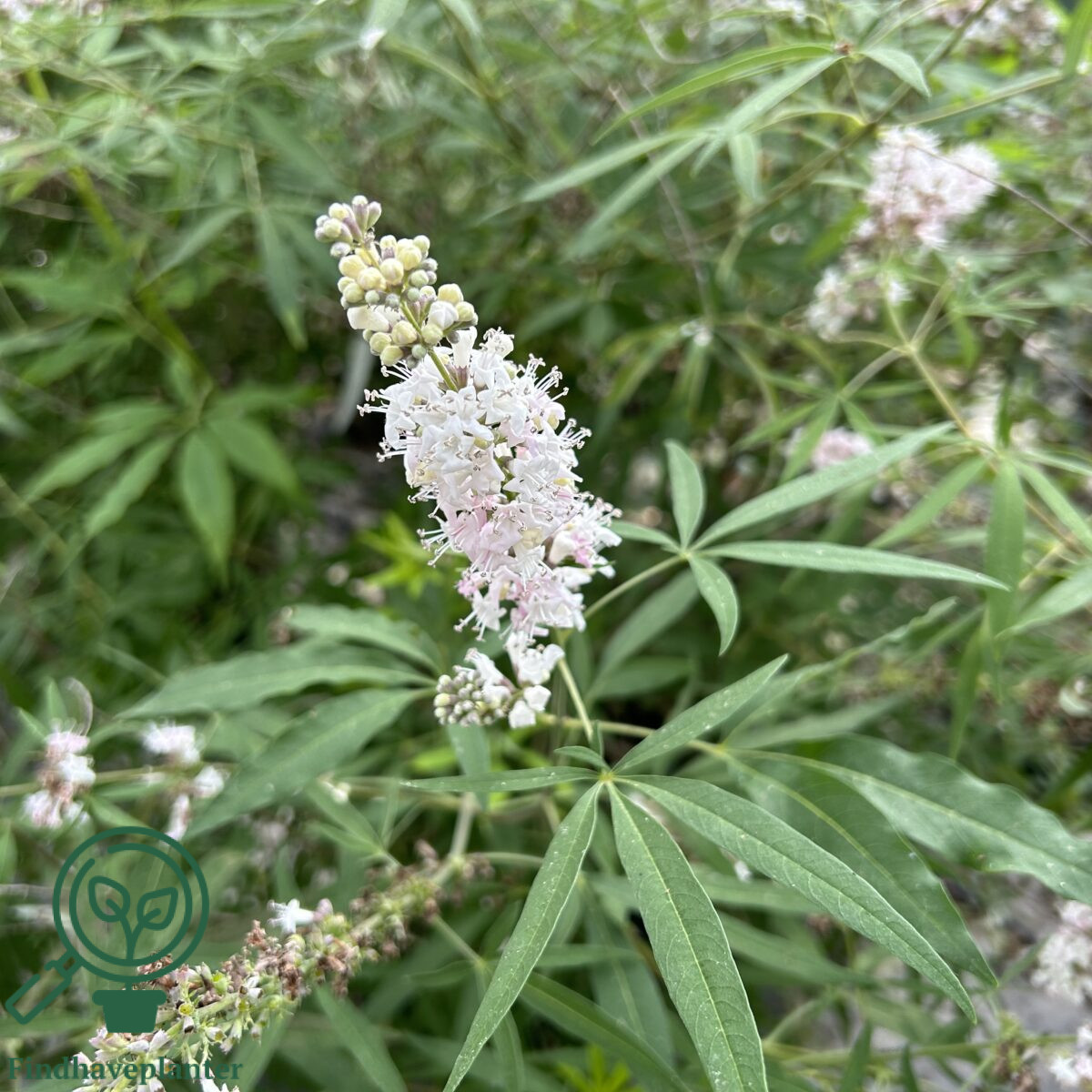 Vitex agnus-castus ‘Silver Spire’ – Find haveplanter