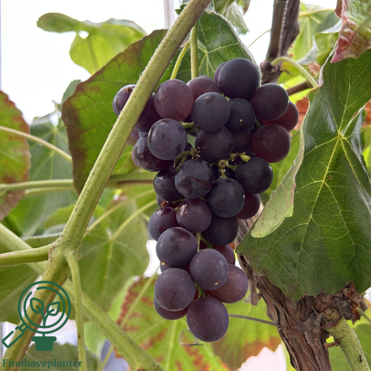 Vitis ‘Venus’ – Find haveplanter