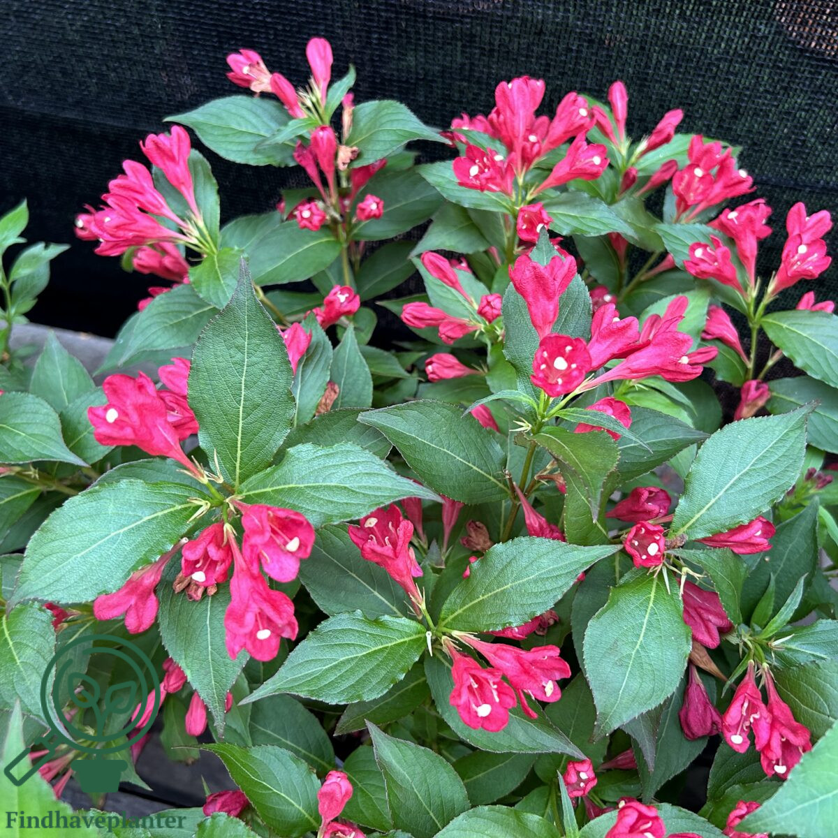 Weigela florida ‘All Summer Red’ – Find haveplanter