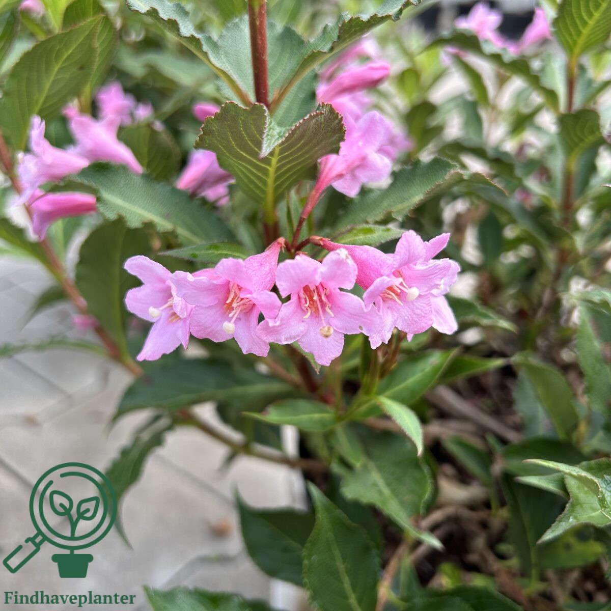 Weigela florida ‘Pink Poppet’ – Find haveplanter