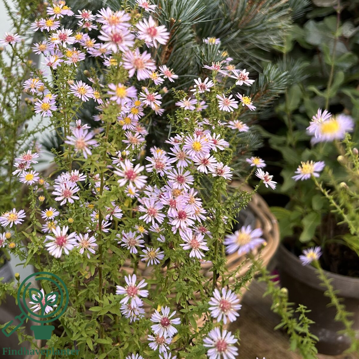 Aster vimineus ‘Lovely’ – Find haveplanter