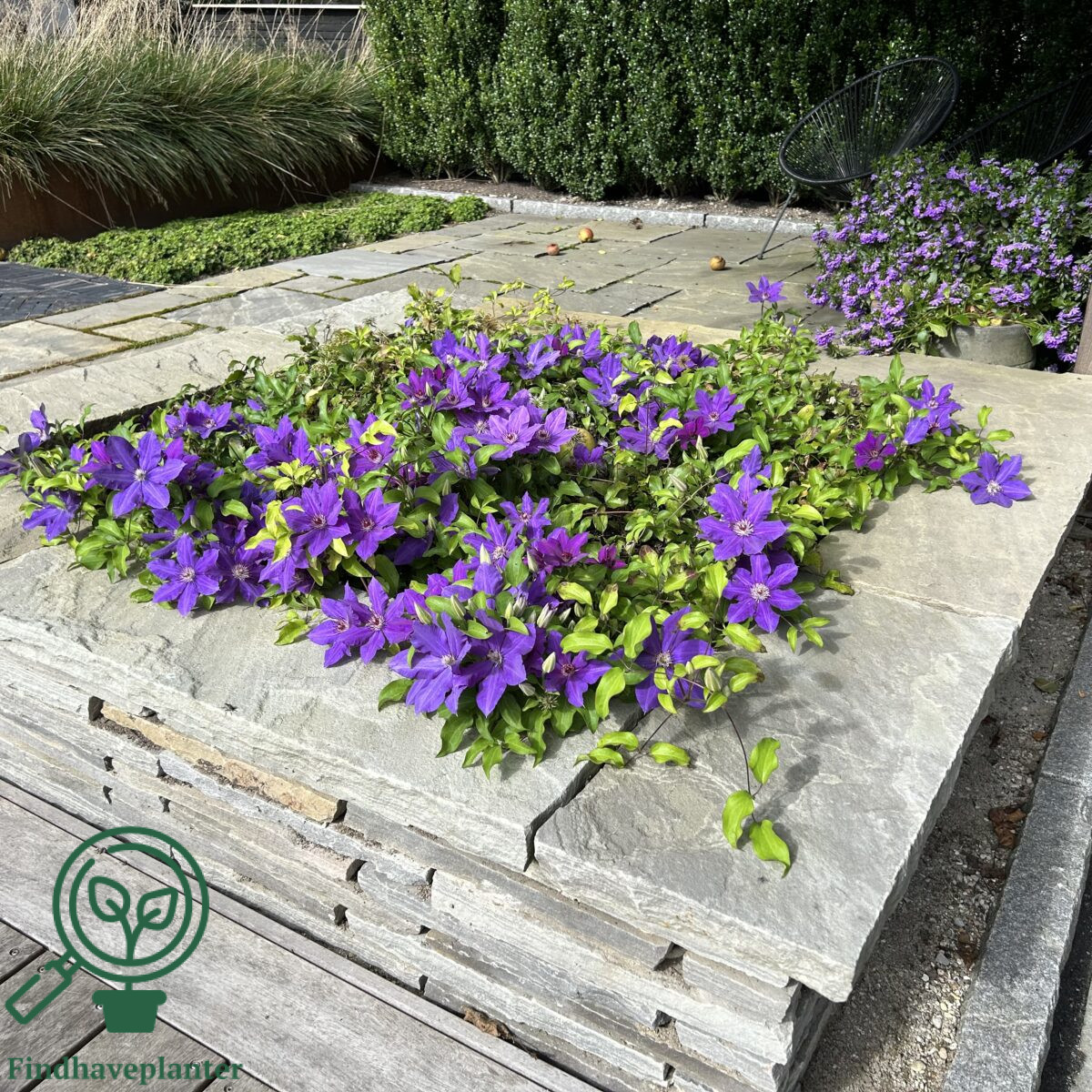 Clematis ‘Hadley’ – Find haveplanter