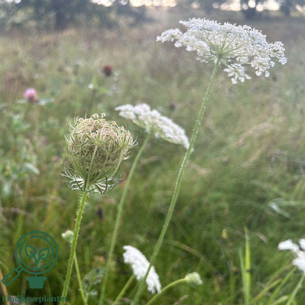 Daucus carota – Find haveplanter