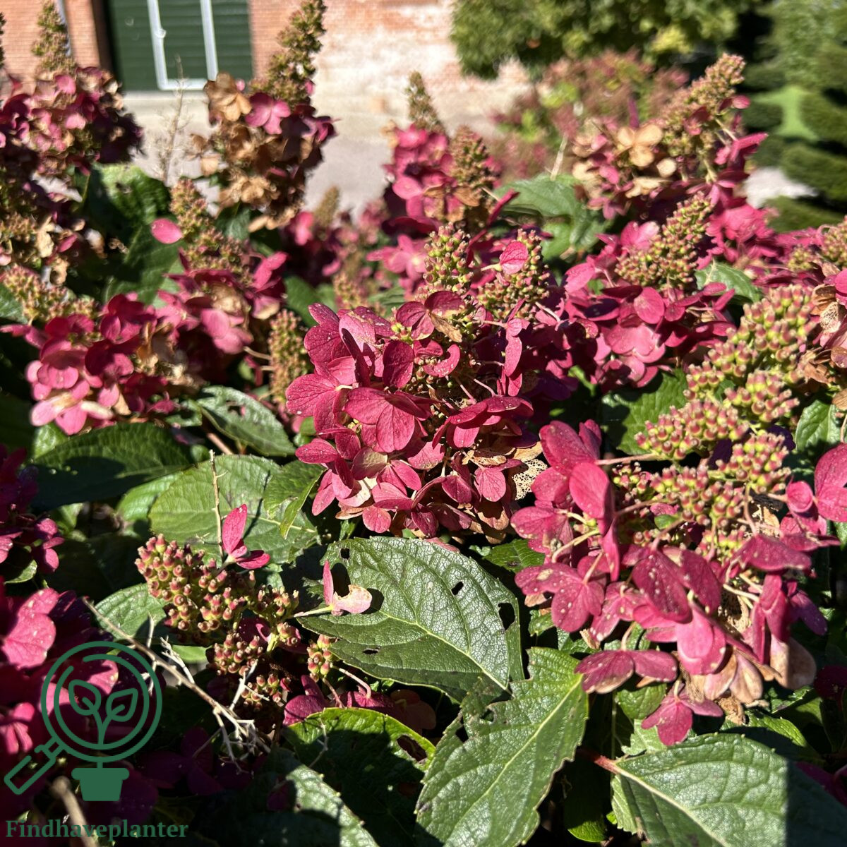 Hydrangea paniculata ‘Wims Red’ – Find haveplanter
