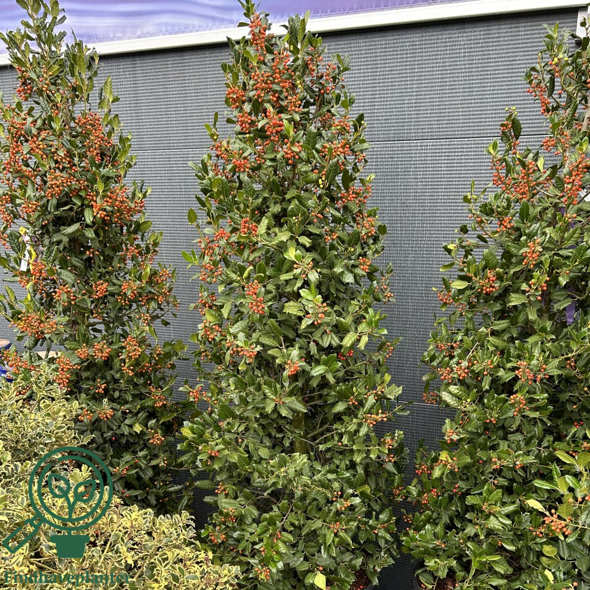 Ilex ‘Nellie Stevens’ – Find haveplanter