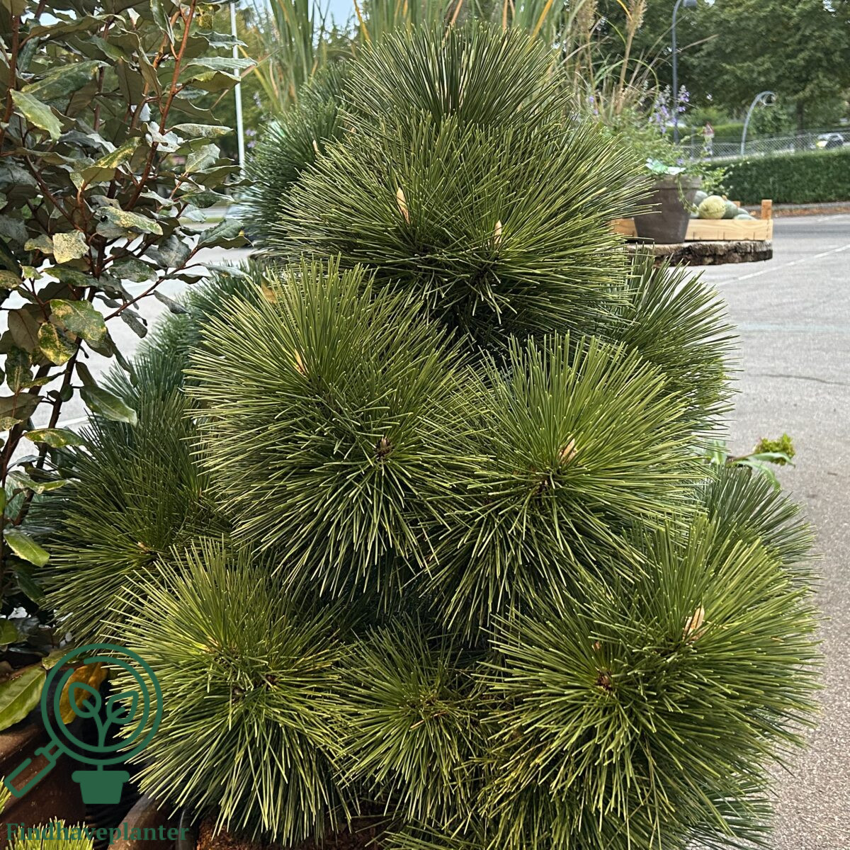 Pinus thunbergii ‚Thunderhead‛ – Find haveplanter