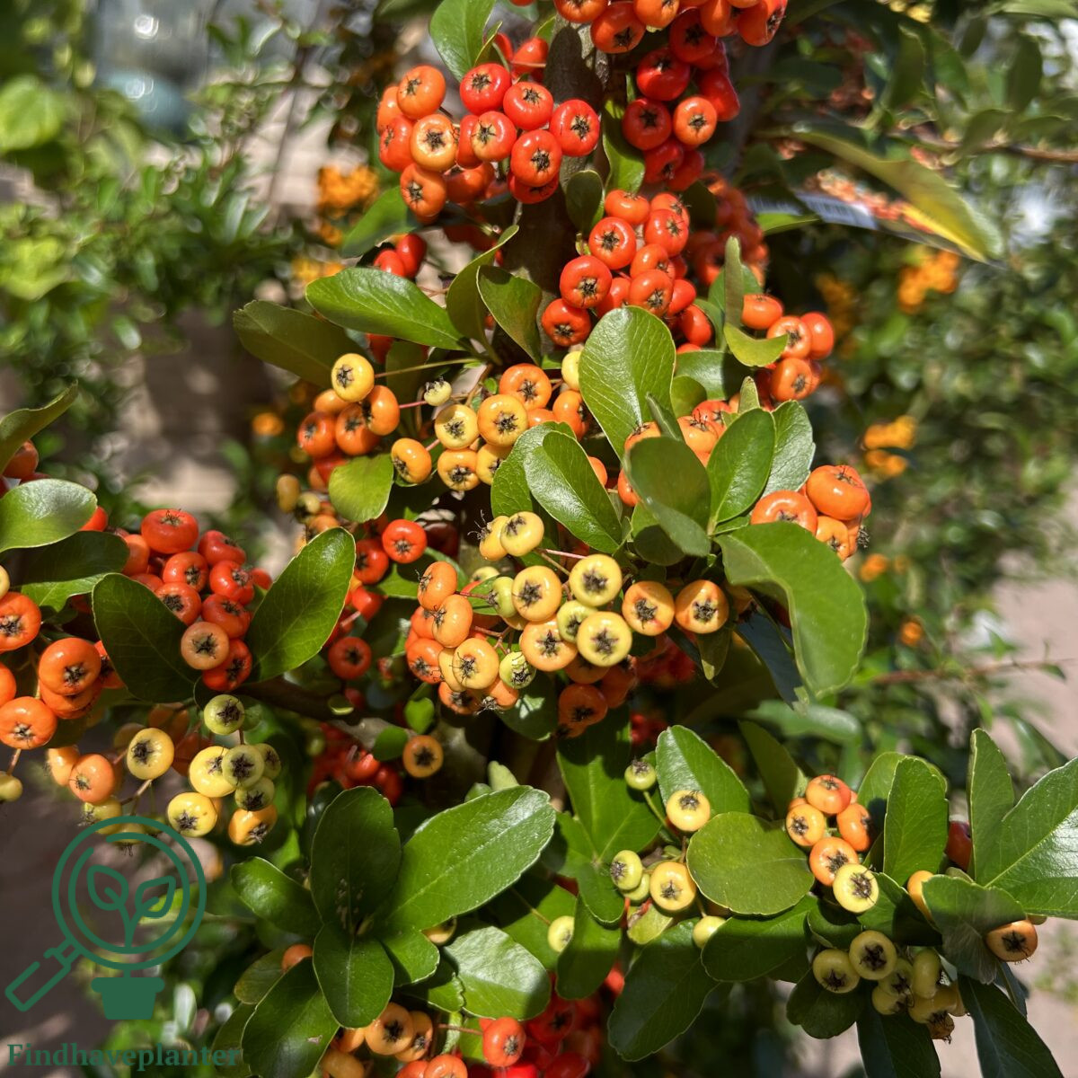 Pyracantha ‘Saphyr Rouge’ – Find haveplanter
