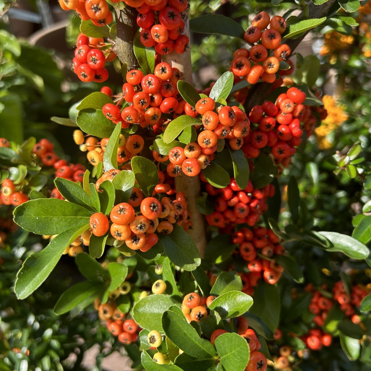 Pyracantha ‘Saphyr Rouge’ – Find haveplanter