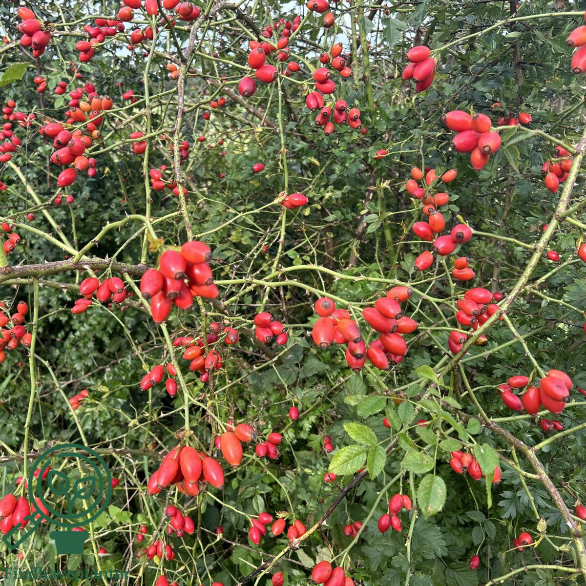 Rosa canina – Find haveplanter