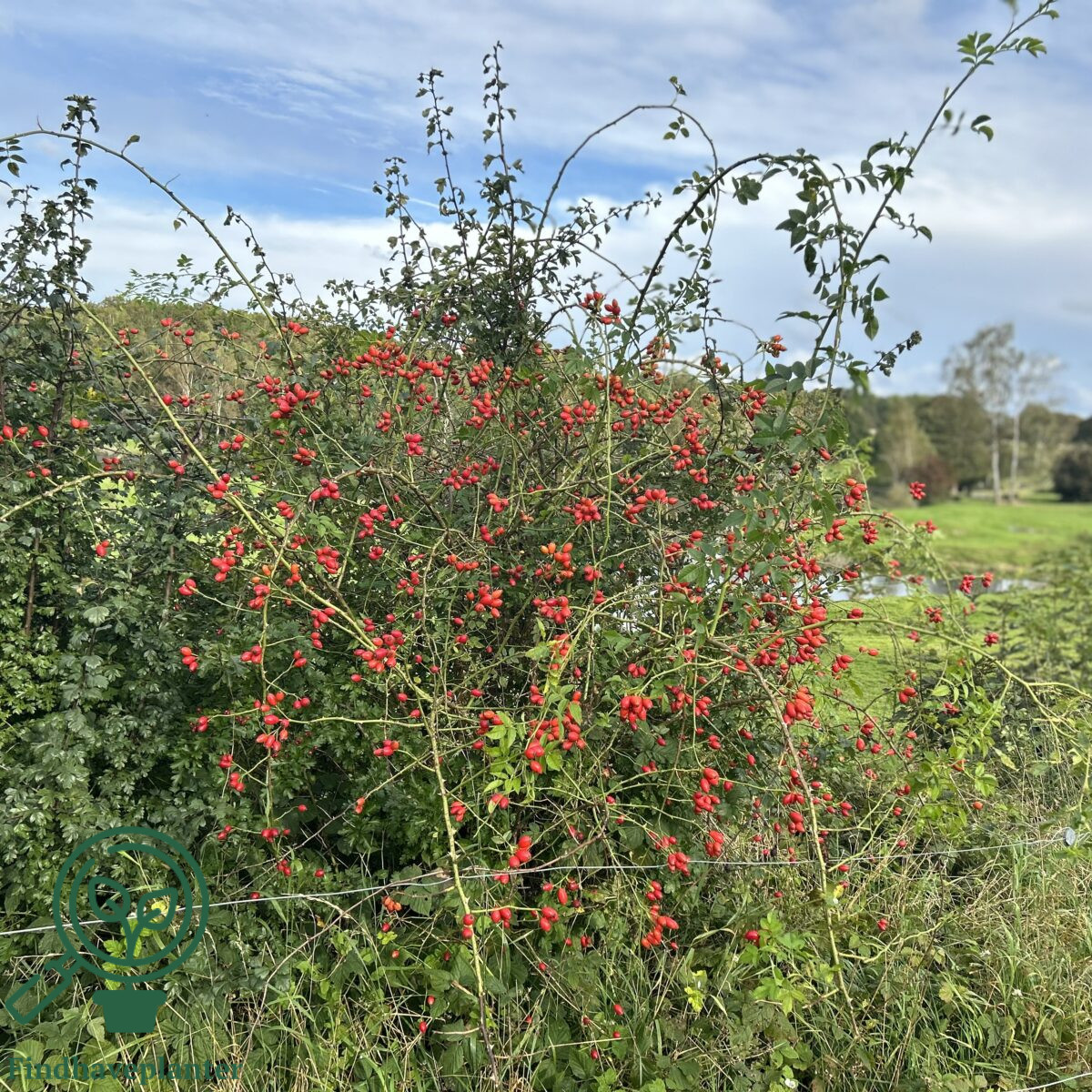 Rosa canina – Find haveplanter