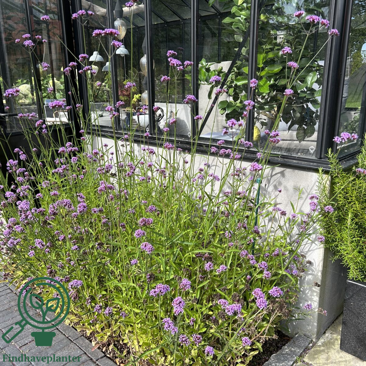 Verbena bonariensis ‘Lollipop’ – Find haveplanter