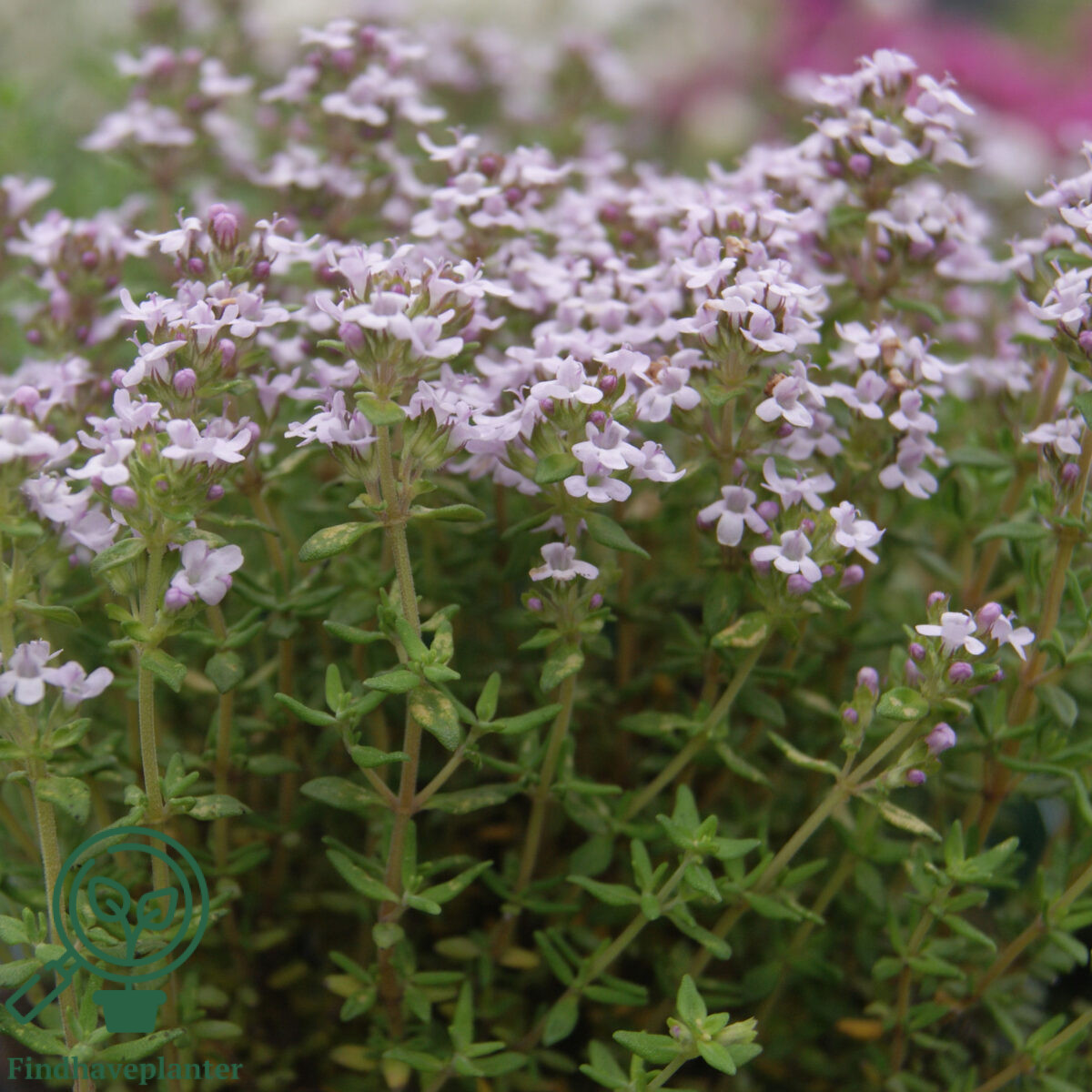 Thymus vulgaris ‘Compactus’ – Find haveplanter