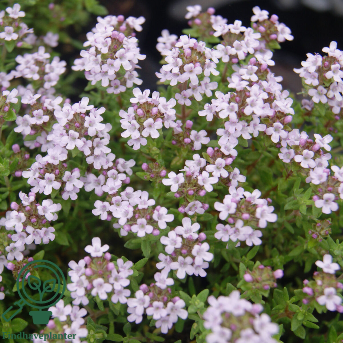 Thymus vulgaris ‘Compactus’ – Find haveplanter