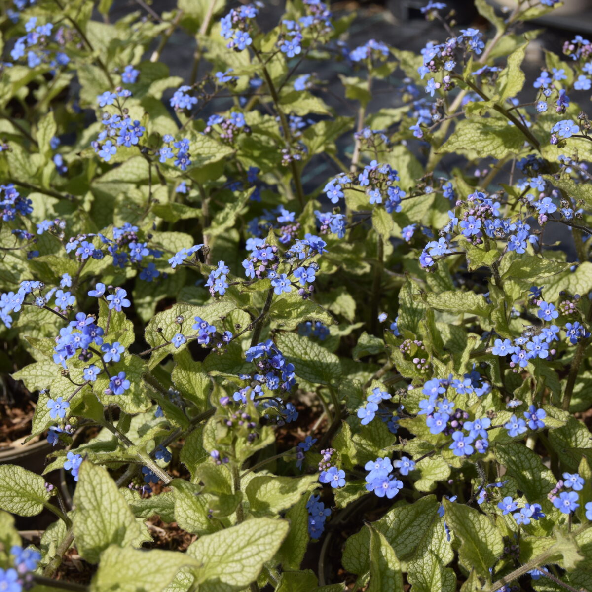 Brunnera macrophylla ‘Alexander’s Great’ – Find haveplanter