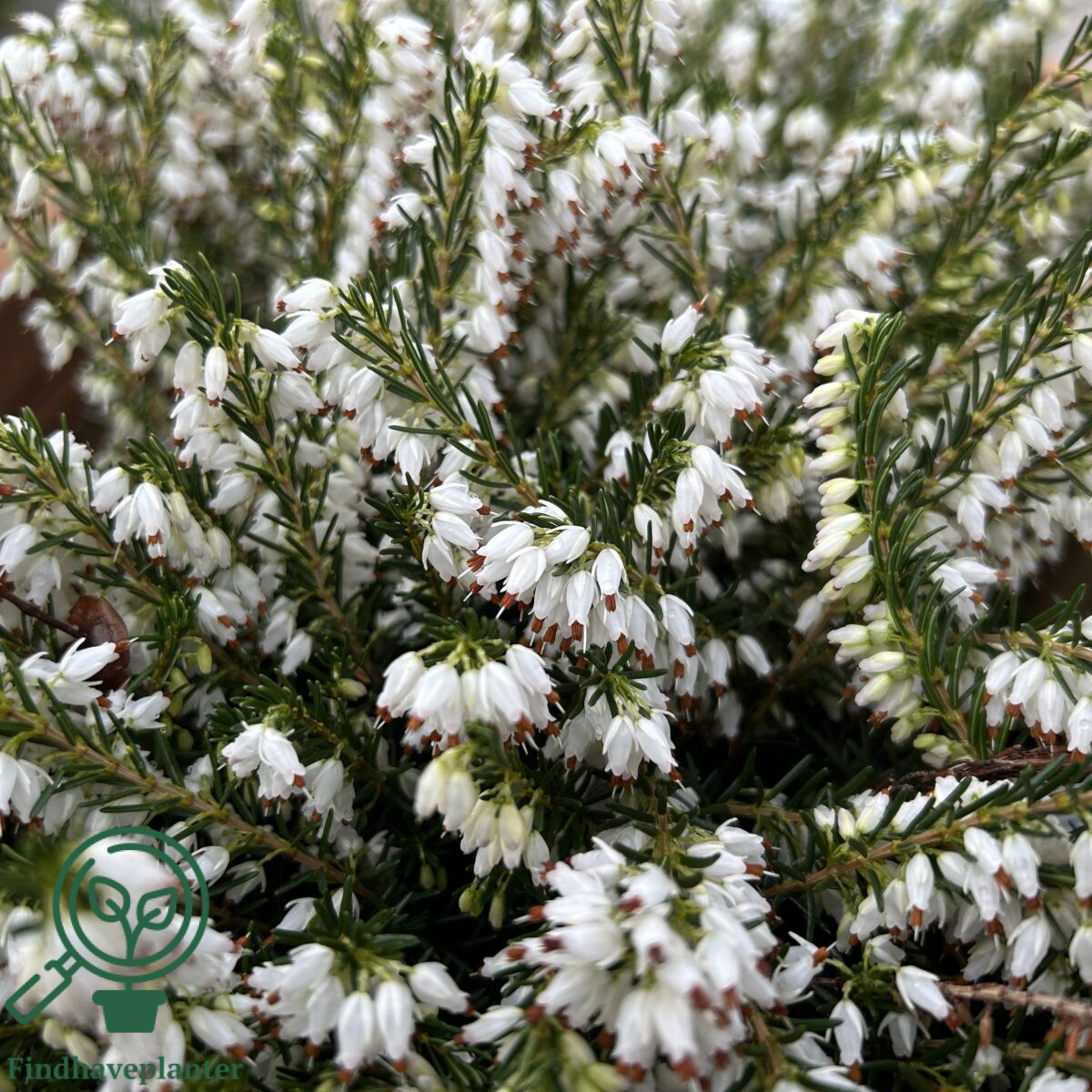 Erica x darleyensis ‘Snow Surprise’ – Find haveplanter