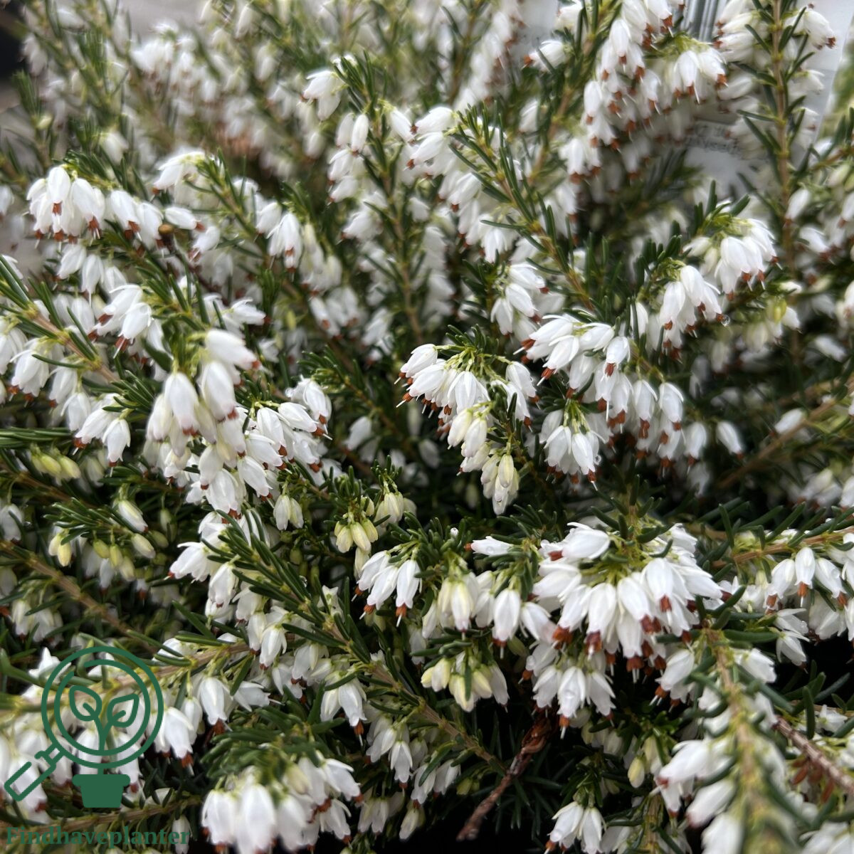 Erica x darleyensis ‘Snow Surprise’ – Find haveplanter