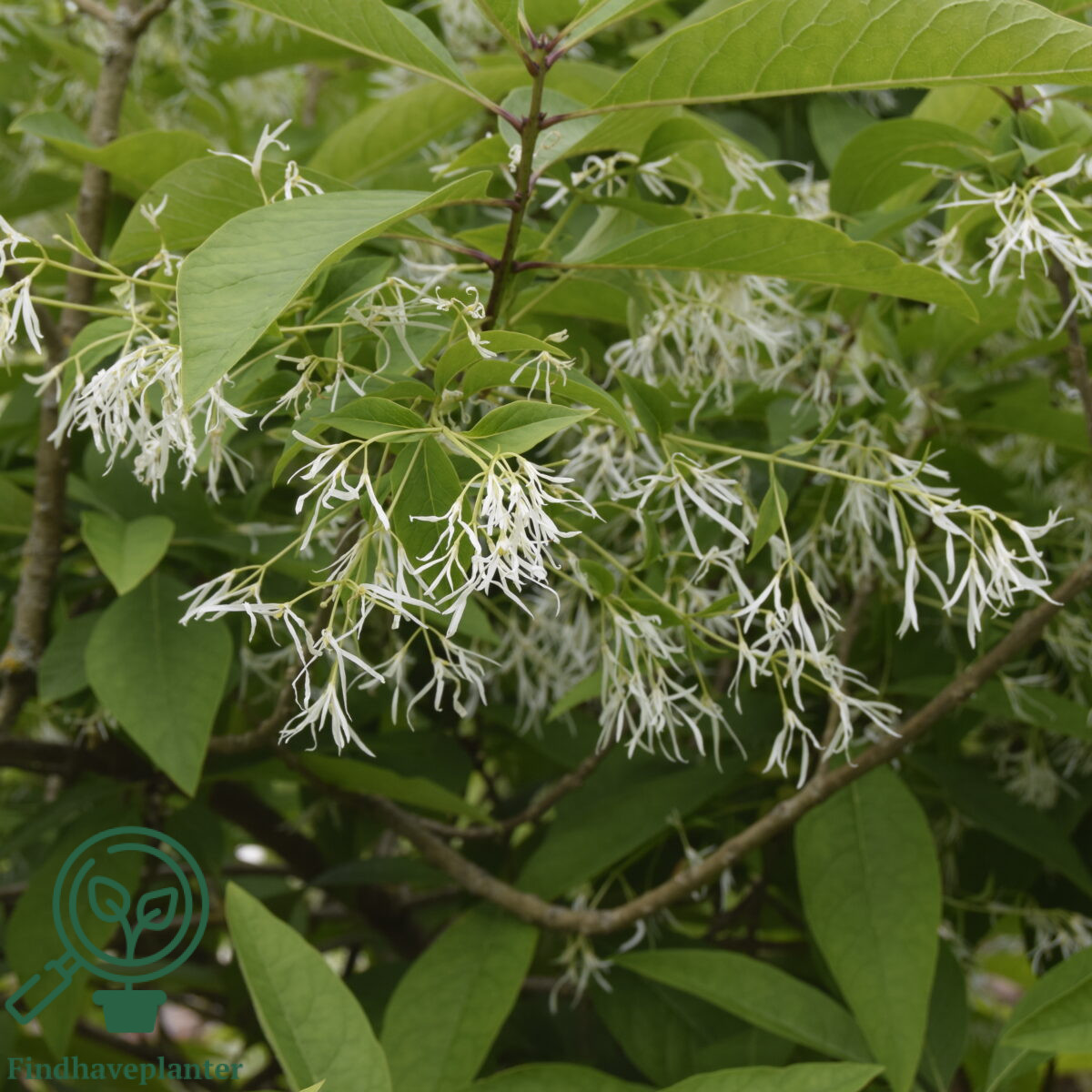 Chionanthus virginicus – Find haveplanter