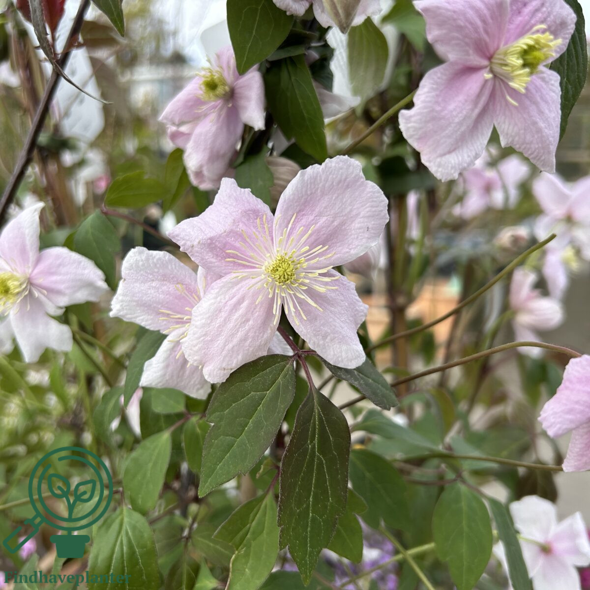 Clematis montana ‘Mayleen’ – Find haveplanter